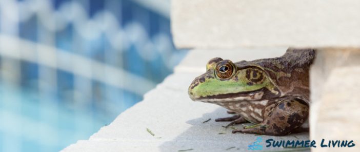 How to Get Rid of Frogs in Your Pool: 10 Methods That Work - Swimmer Living