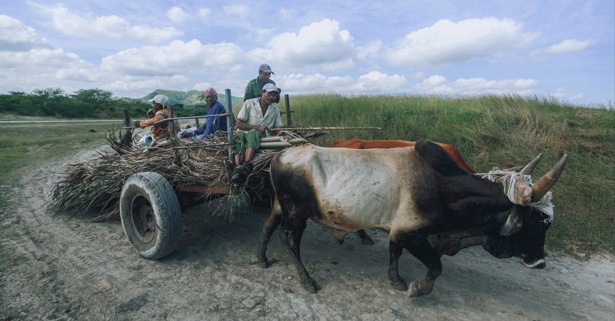 10 Best Kayak Carts for Easy Transport Across Land That Maximize ...